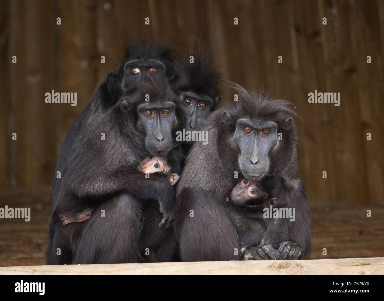 Family with babies hi-res stock photography and images - Alamy