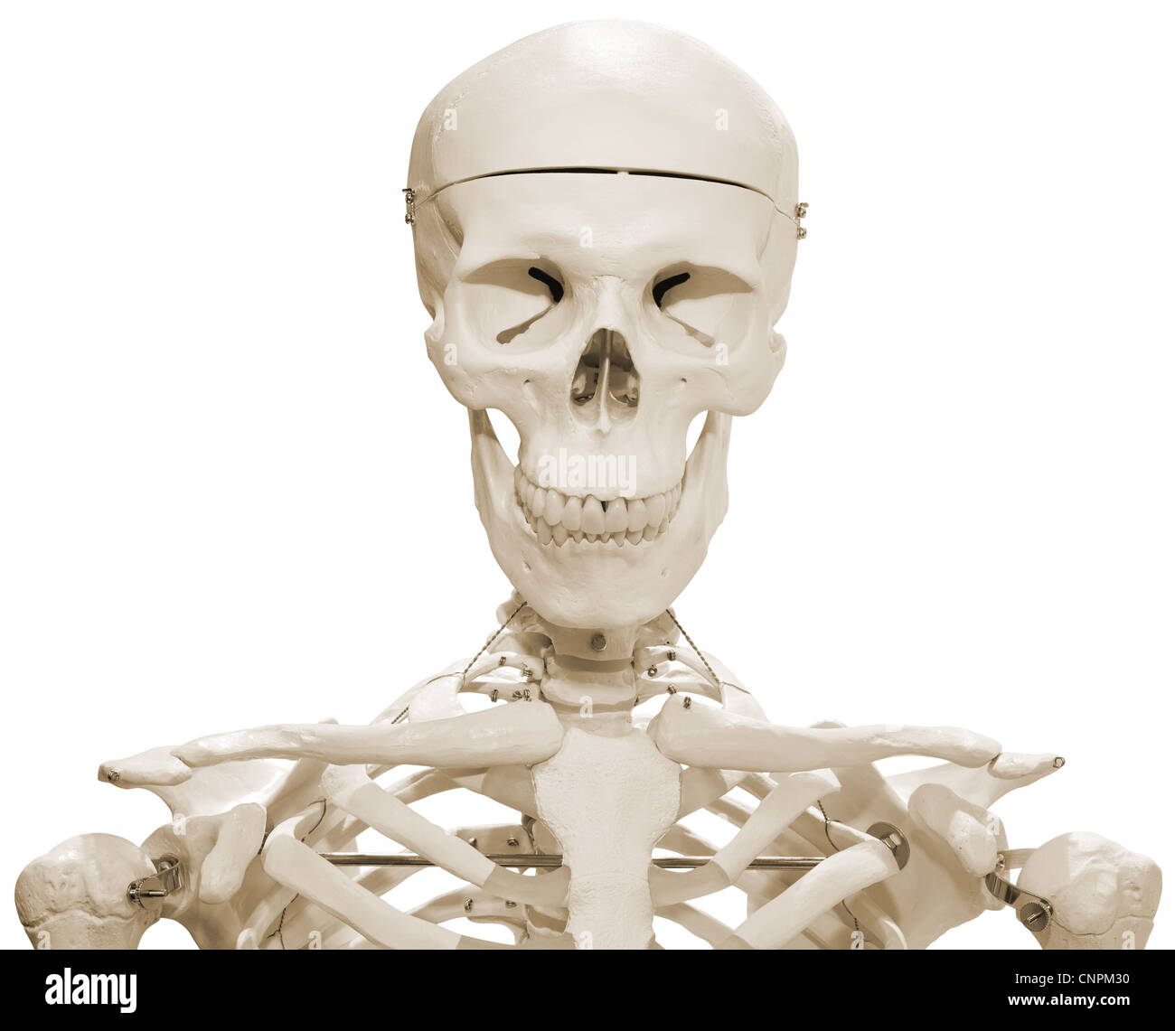 Plastic Skeleton Dummy Model Isolated with Clipping Path Stock Photo ...