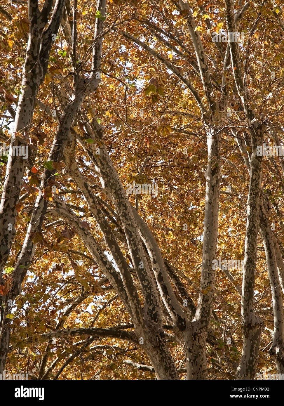 Plane trees forming a canopy of autumn leaves, Rome Stock Photo - Alamy