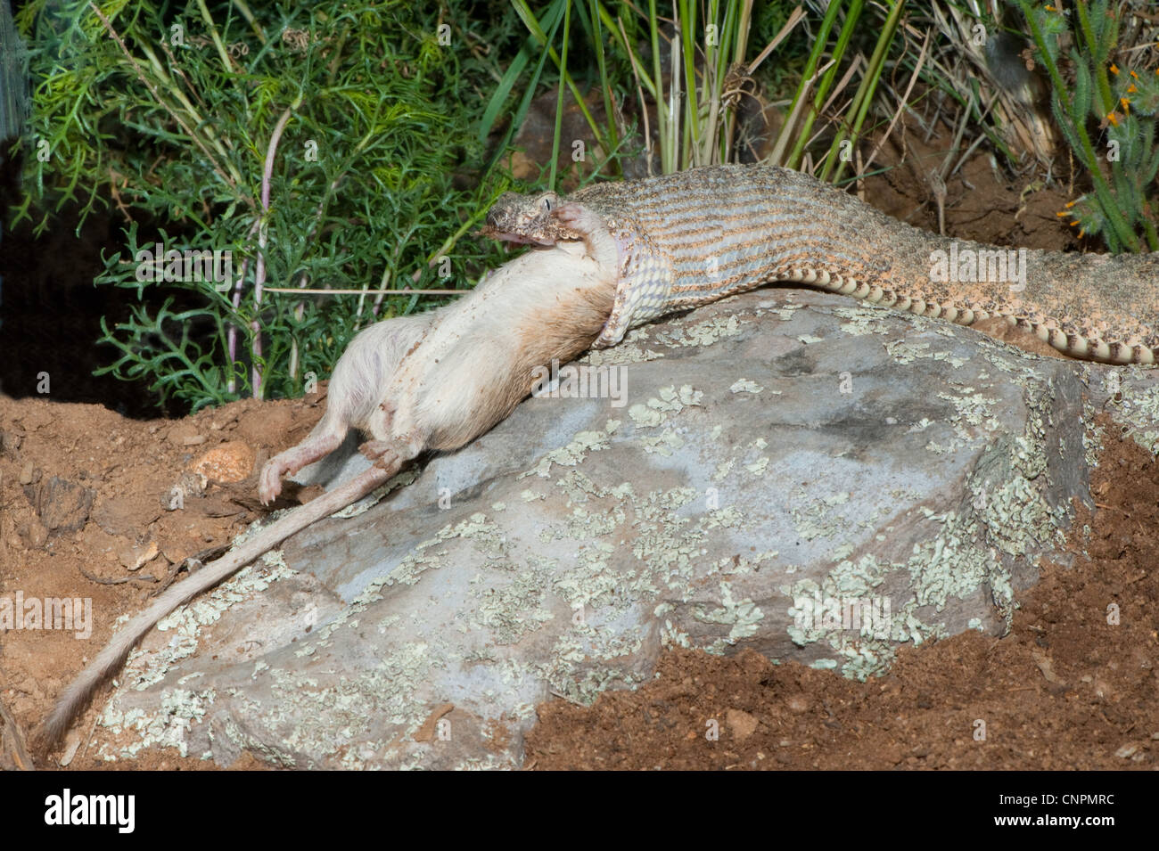 Tiger Rattlesnake eating a Bailey's Pocket Mouse Crotalus tigris eating ...