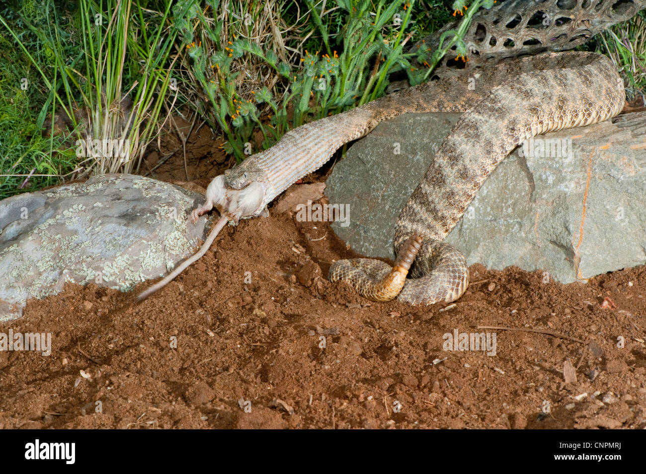 Tiger Rattlesnake eating a Bailey's Pocket Mouse Crotalus tigris eating ...