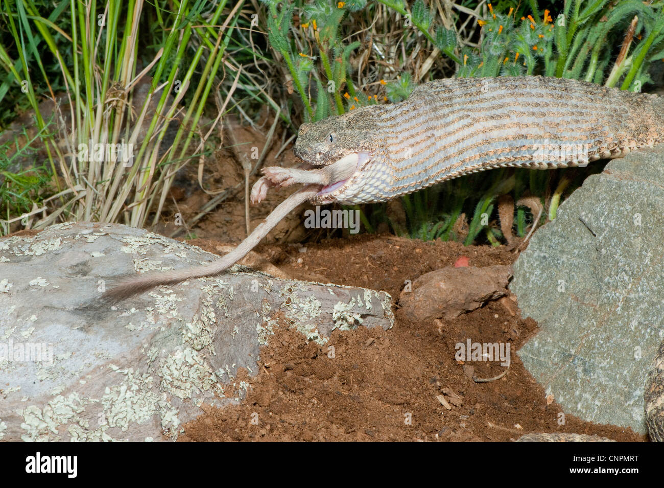 Tiger Rattlesnake eating a Bailey's Pocket Mouse Crotalus tigris eating ...