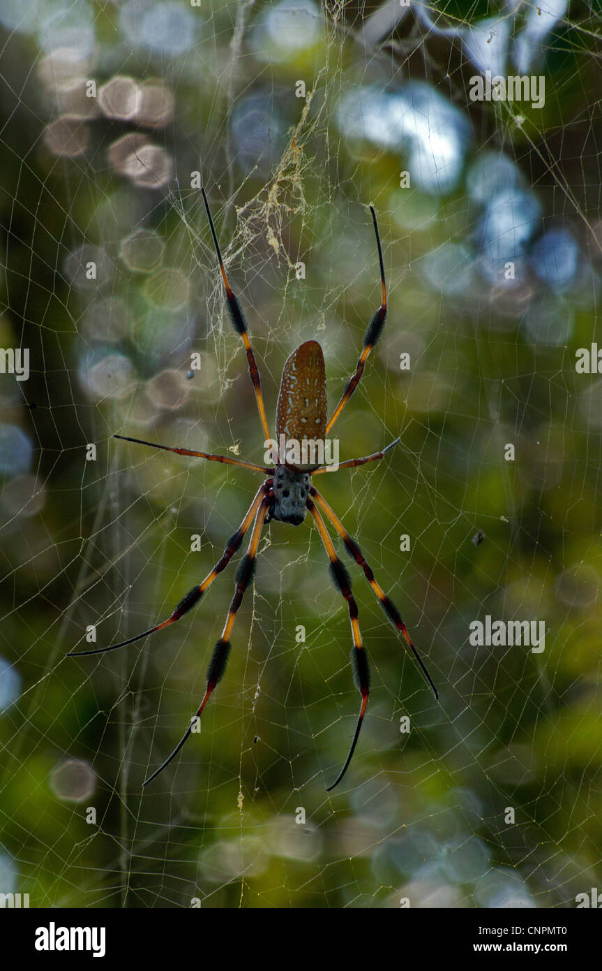 Golden-Silk Spider, Nephi clavipes Stock Photo - Alamy