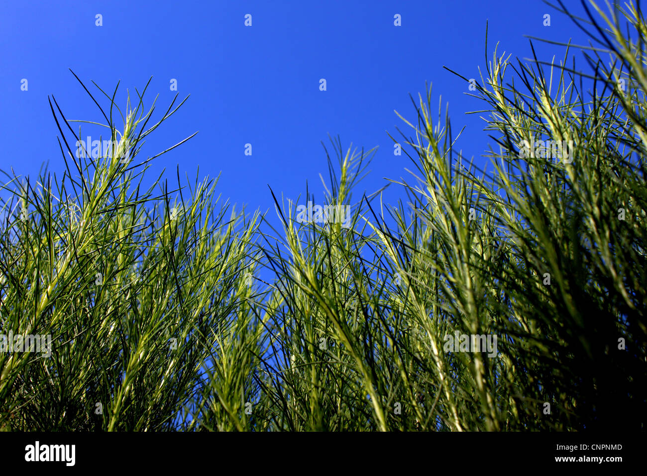 Stick leaves of an ornamental plants isolated on clear blue sky Stock ...