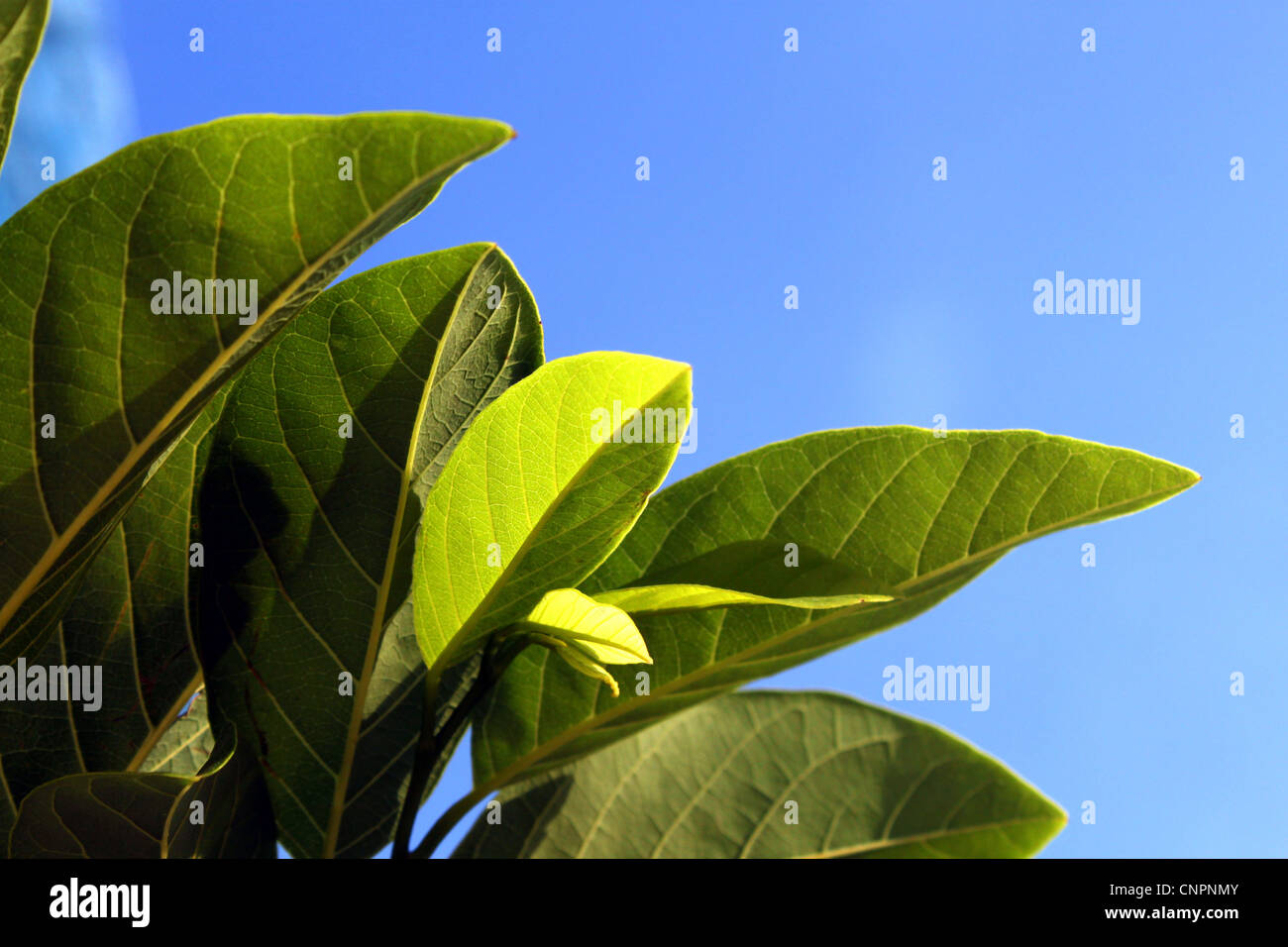 Small tree leaves catches morning sunlight Stock Photo - Alamy