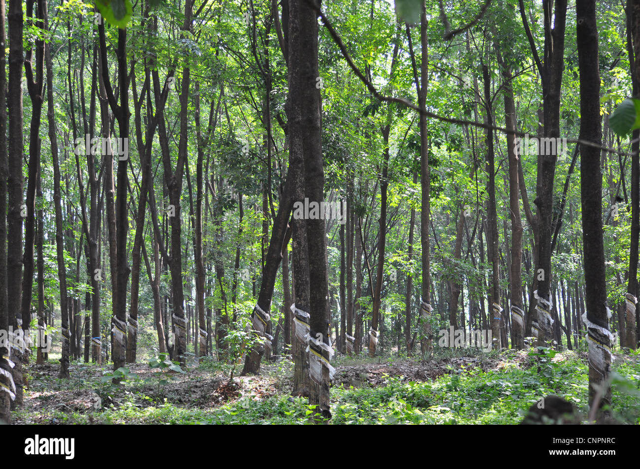 Thick rubber trees hi-res stock photography and images - Alamy