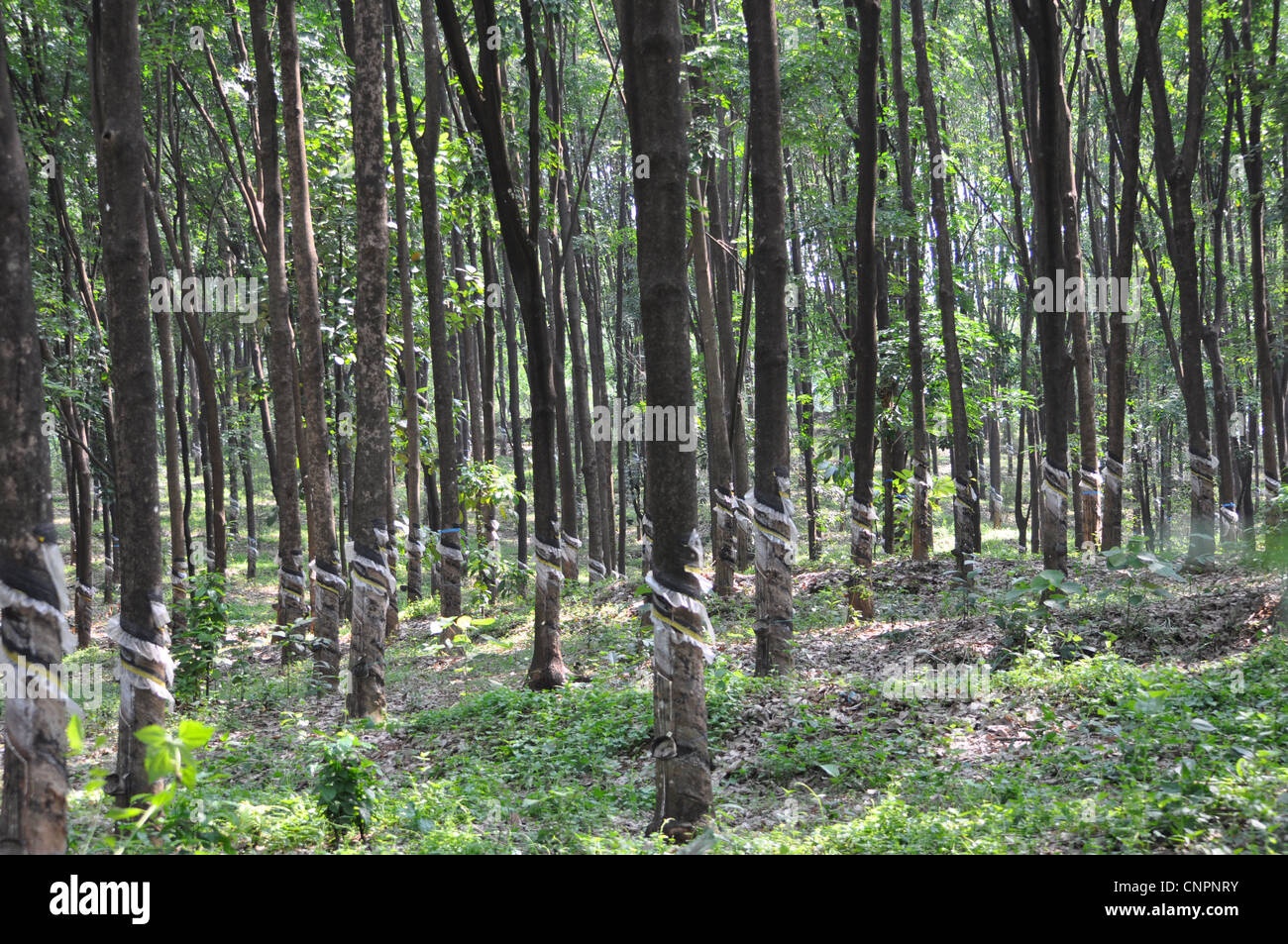 Rubber plantation hi-res stock photography and images - Alamy