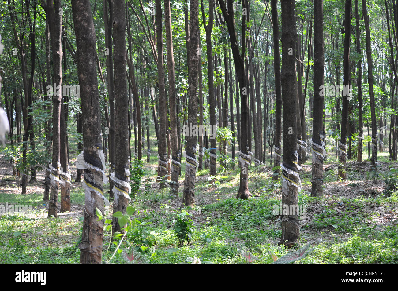 A rubber plantation Stock Photo - Alamy