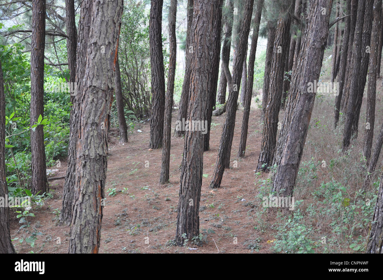 Pine tree stems Stock Photo - Alamy