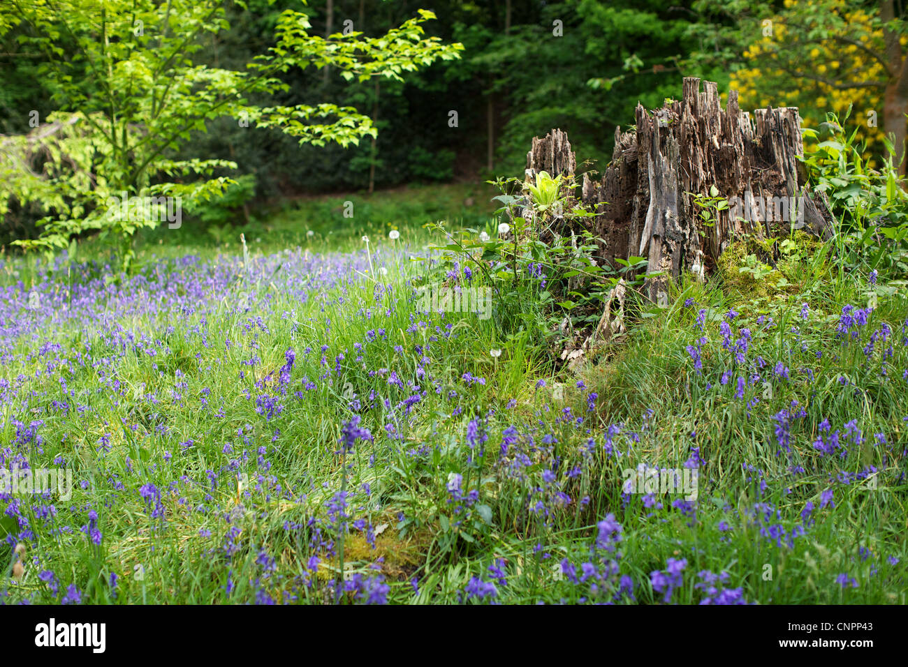 Tree stump park castle hi-res stock photography and images - Alamy