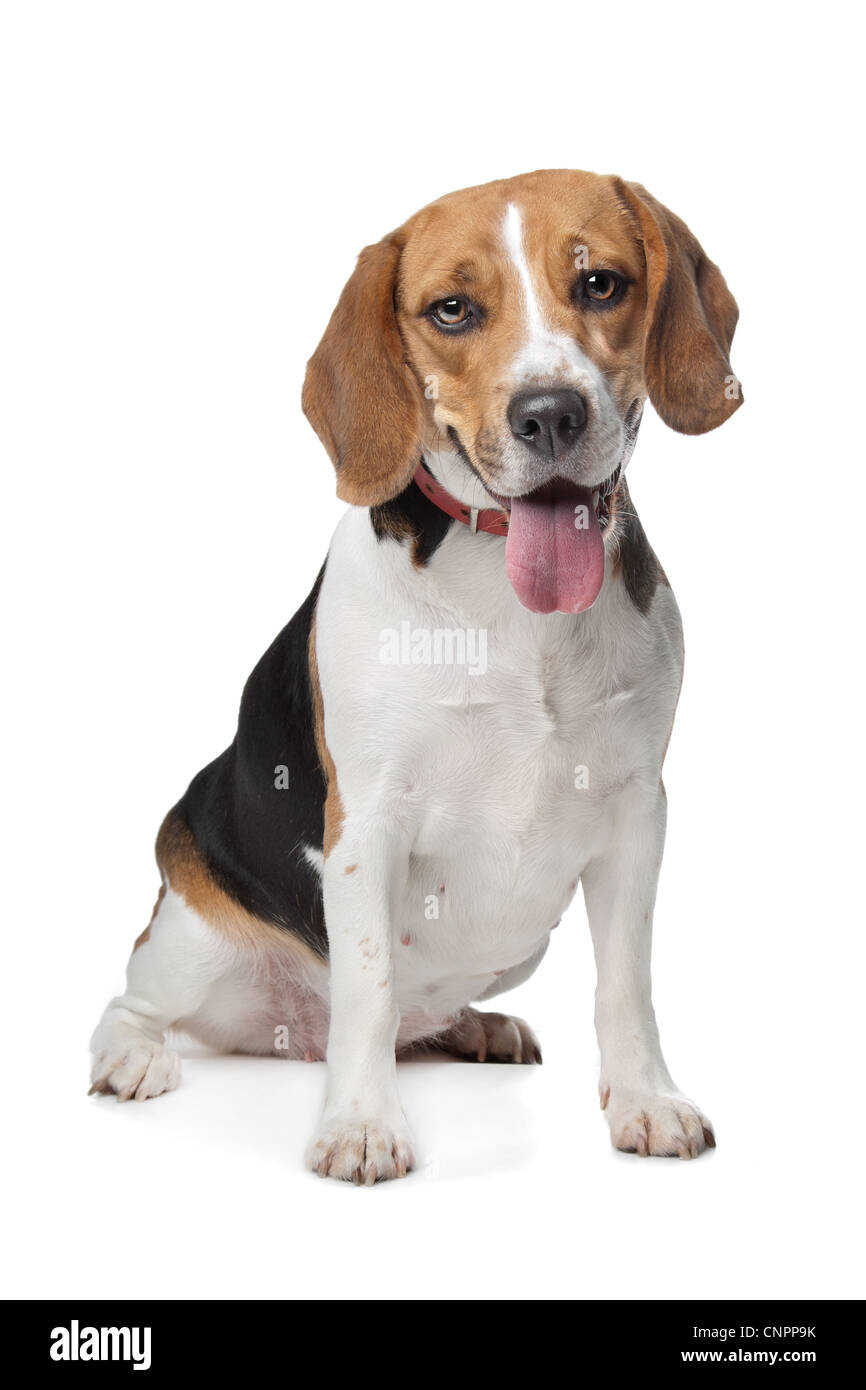 Beagle hound in front of a white background Stock Photo - Alamy