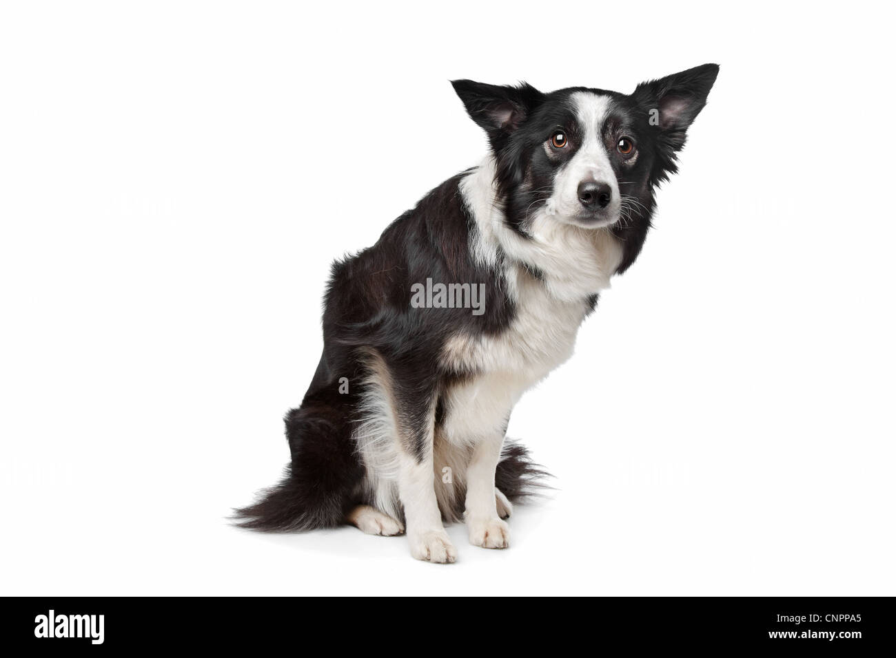 Border Collie in front of a white background Stock Photo - Alamy