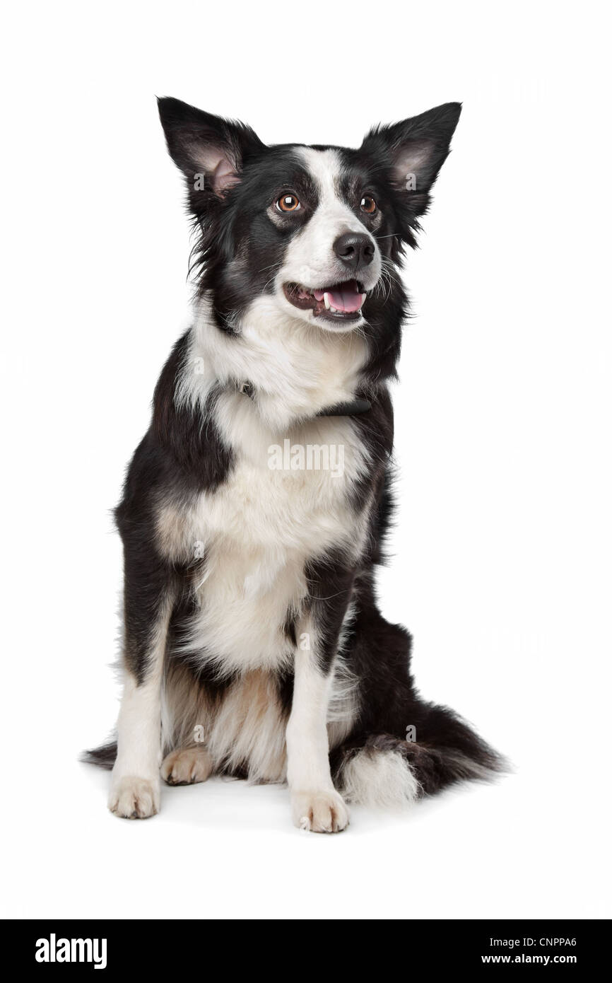 Border Collie in front of a white background Stock Photo - Alamy