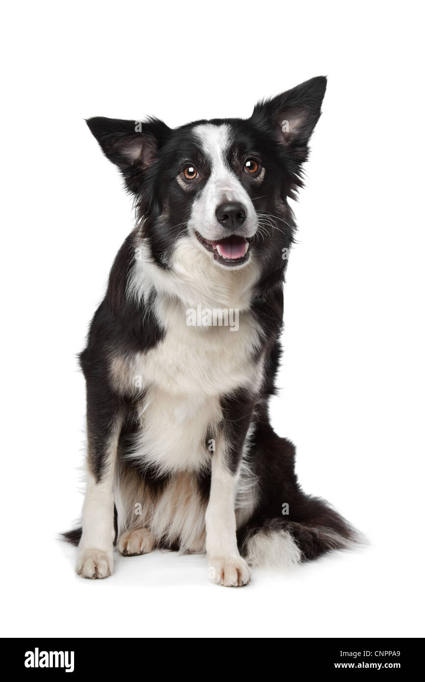 Border Collie in front of a white background Stock Photo - Alamy