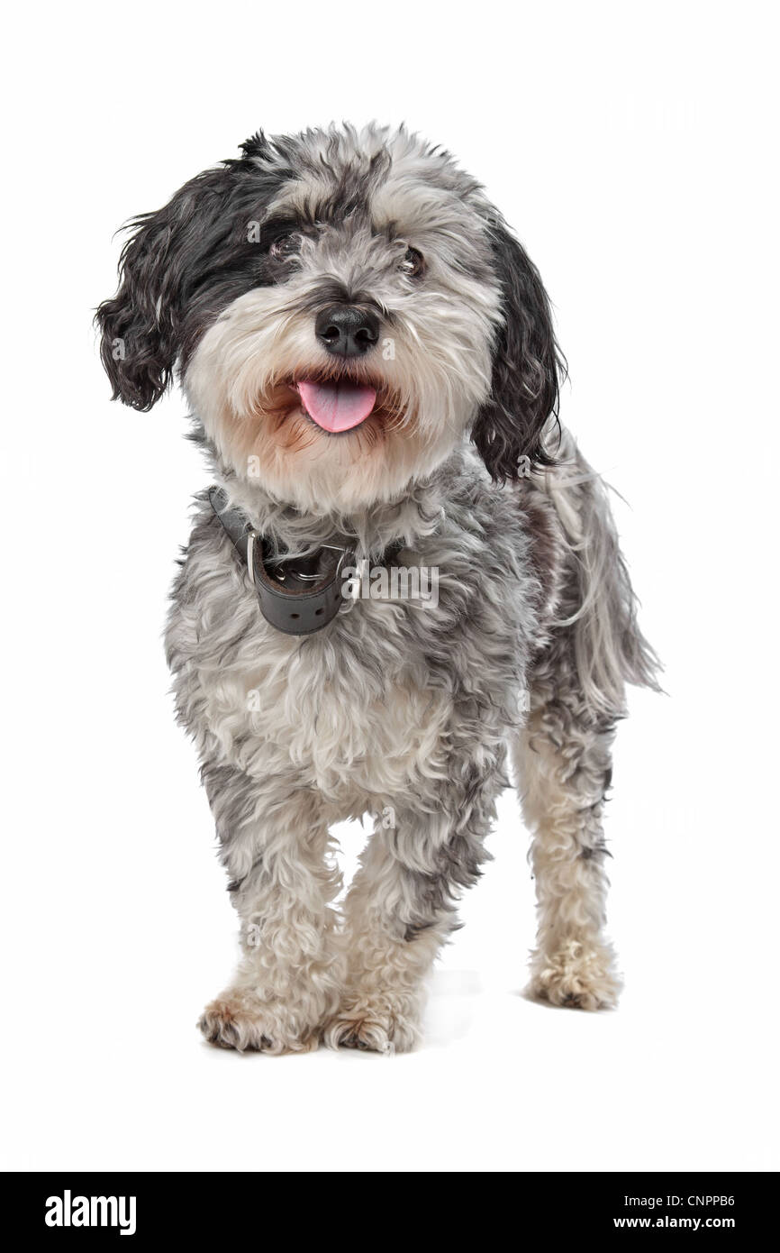 Mixed breed dog (Maltese/Terrier) in front of a white background Stock ...