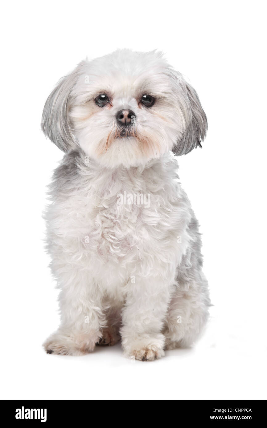 Little boomer dog in front of a white background Stock Photo - Alamy