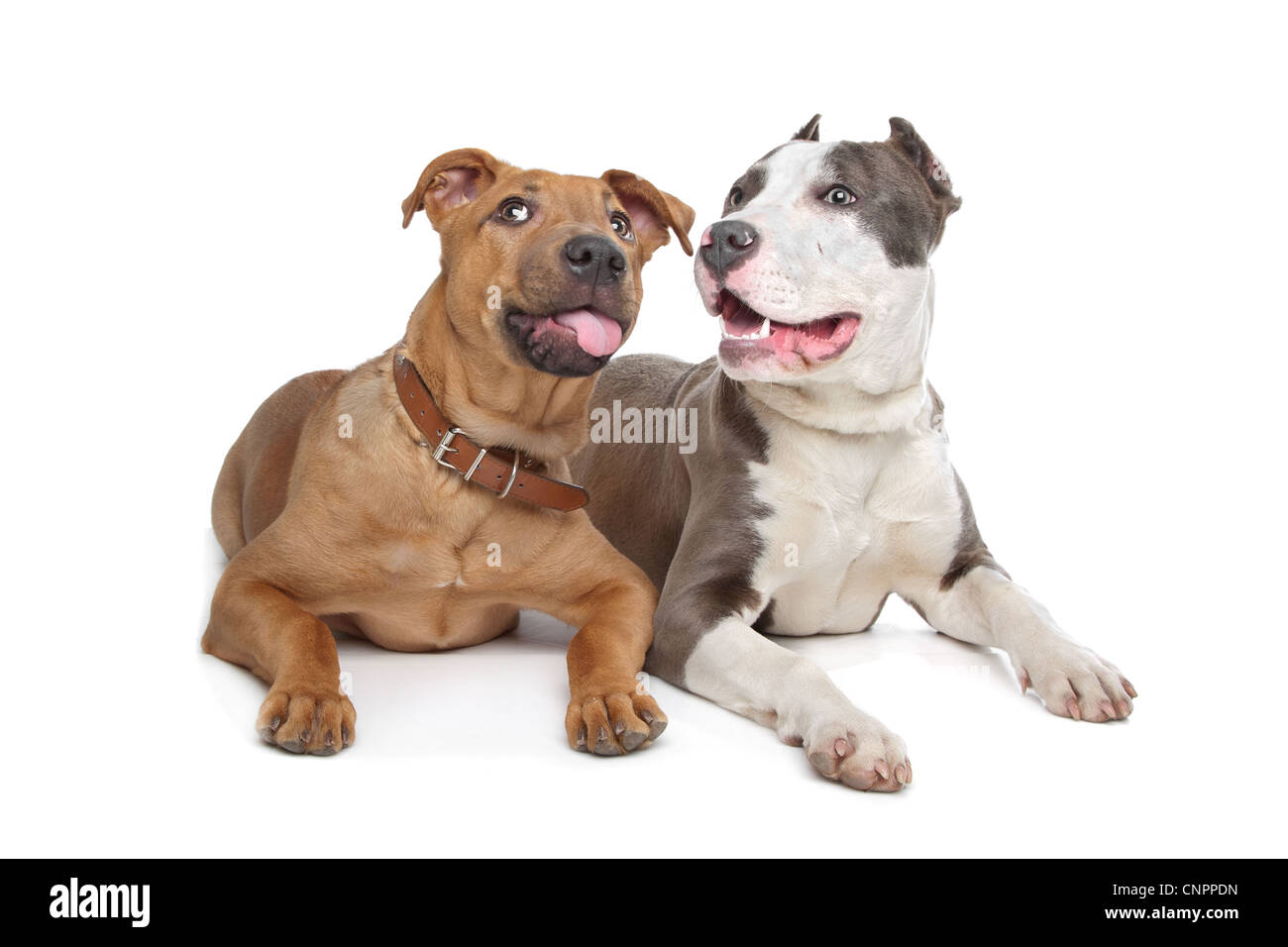 mixed breed stafford and American Staff in front of a white background ...