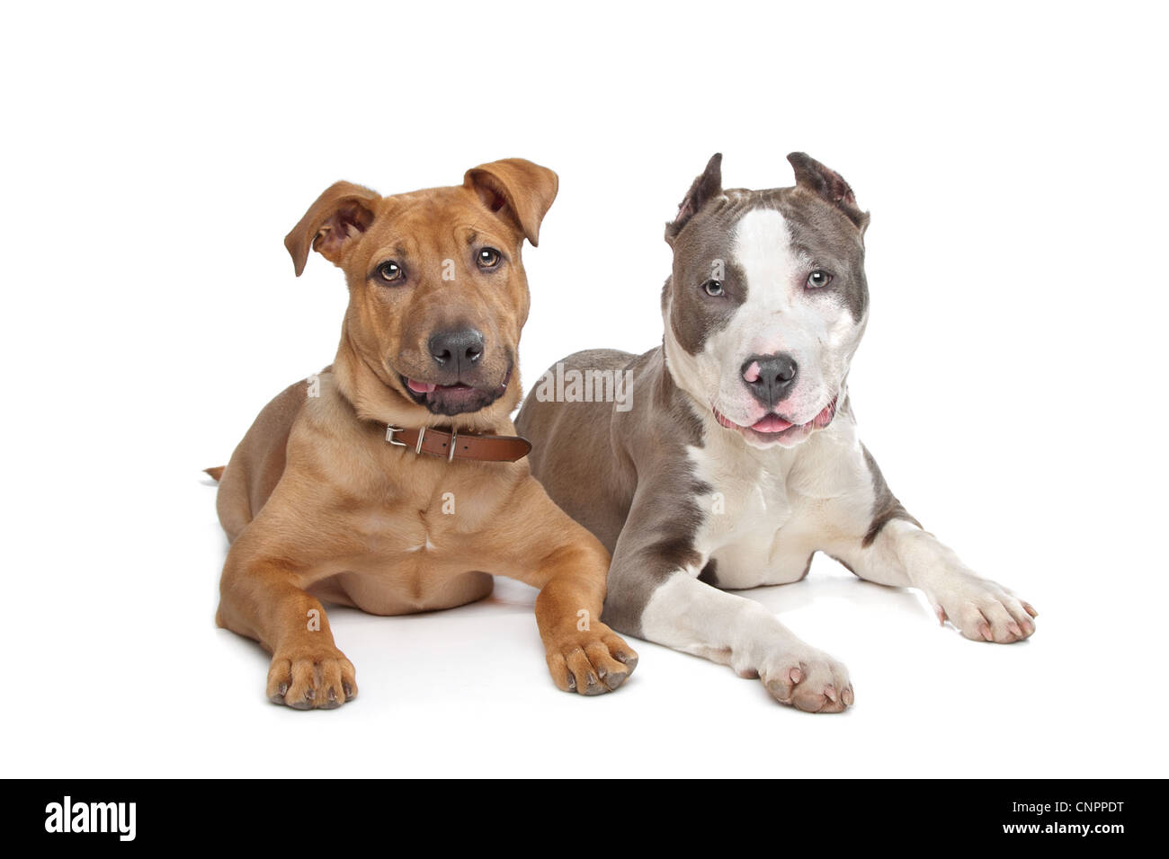 mixed breed stafford and American Staff in front of a white background ...