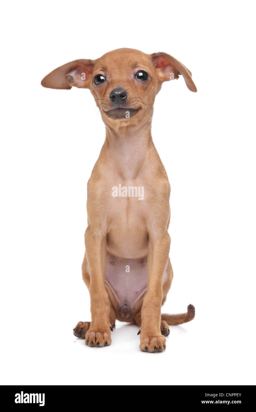 Miniature Pinscher in front of a white background Stock Photo - Alamy