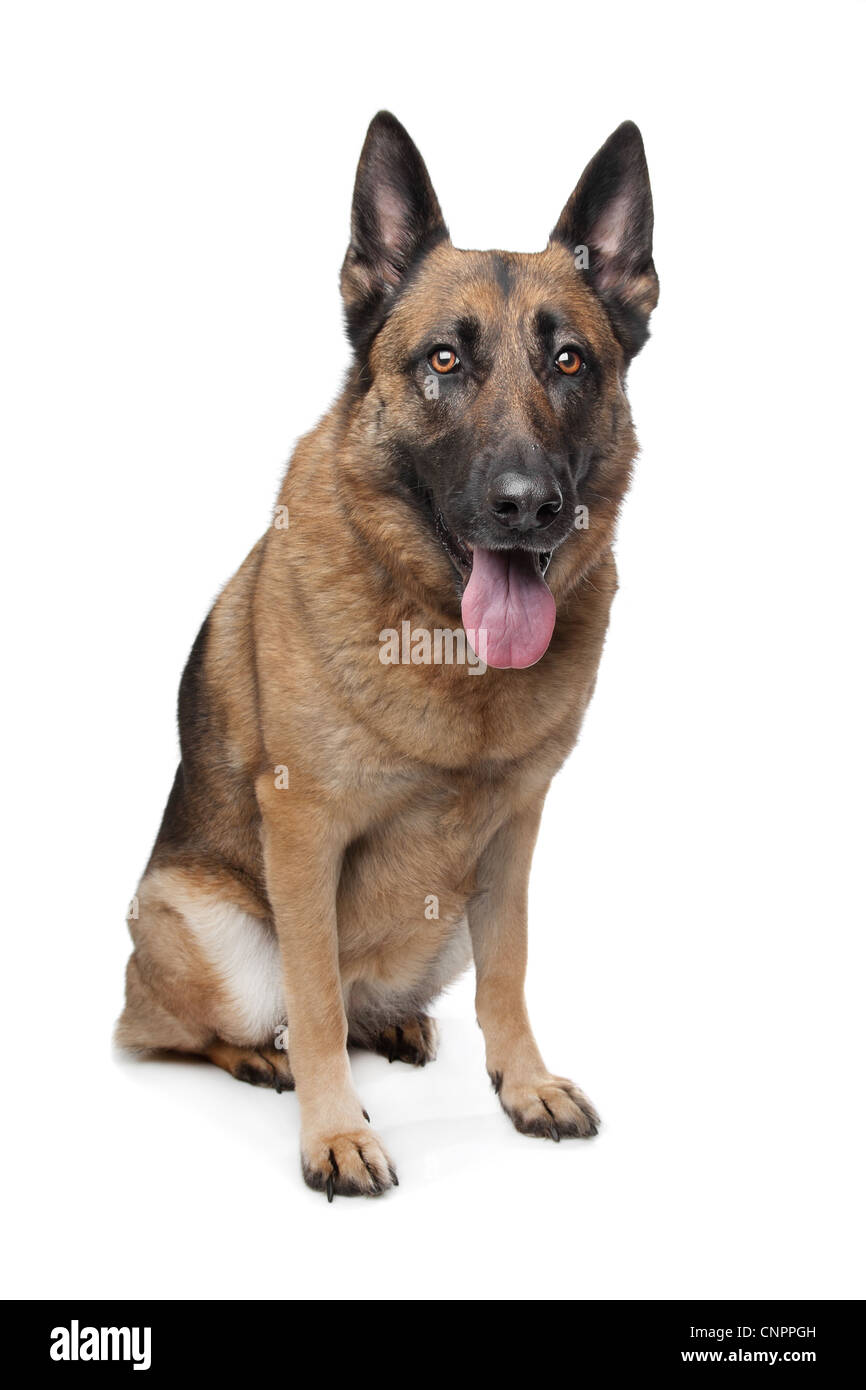 German Shepherd in front of a white background Stock Photo - Alamy