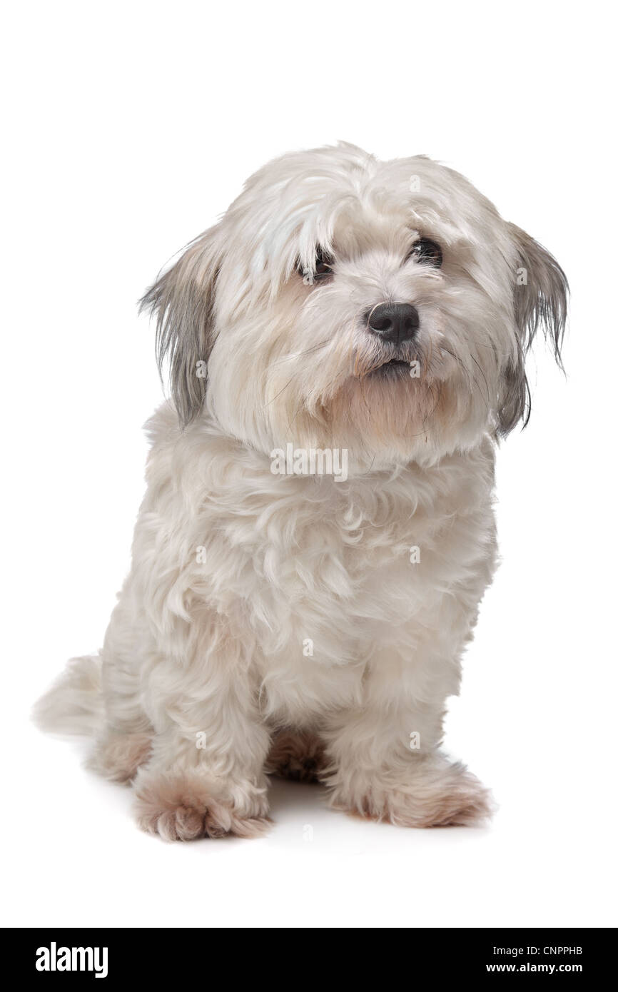 mixed breed boomer dog in front of a white background Stock Photo - Alamy