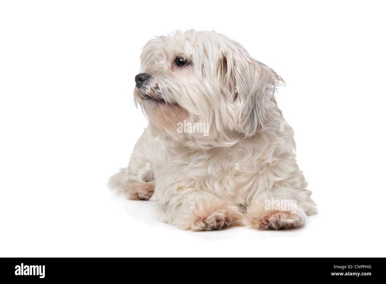 mixed breed boomer dog in front of a white background Stock Photo - Alamy