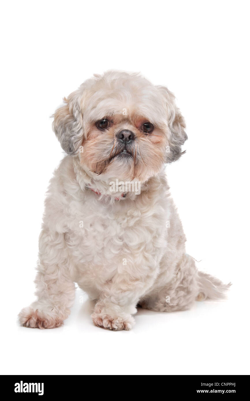 mixed breed boomer dog in front of a white background Stock Photo - Alamy