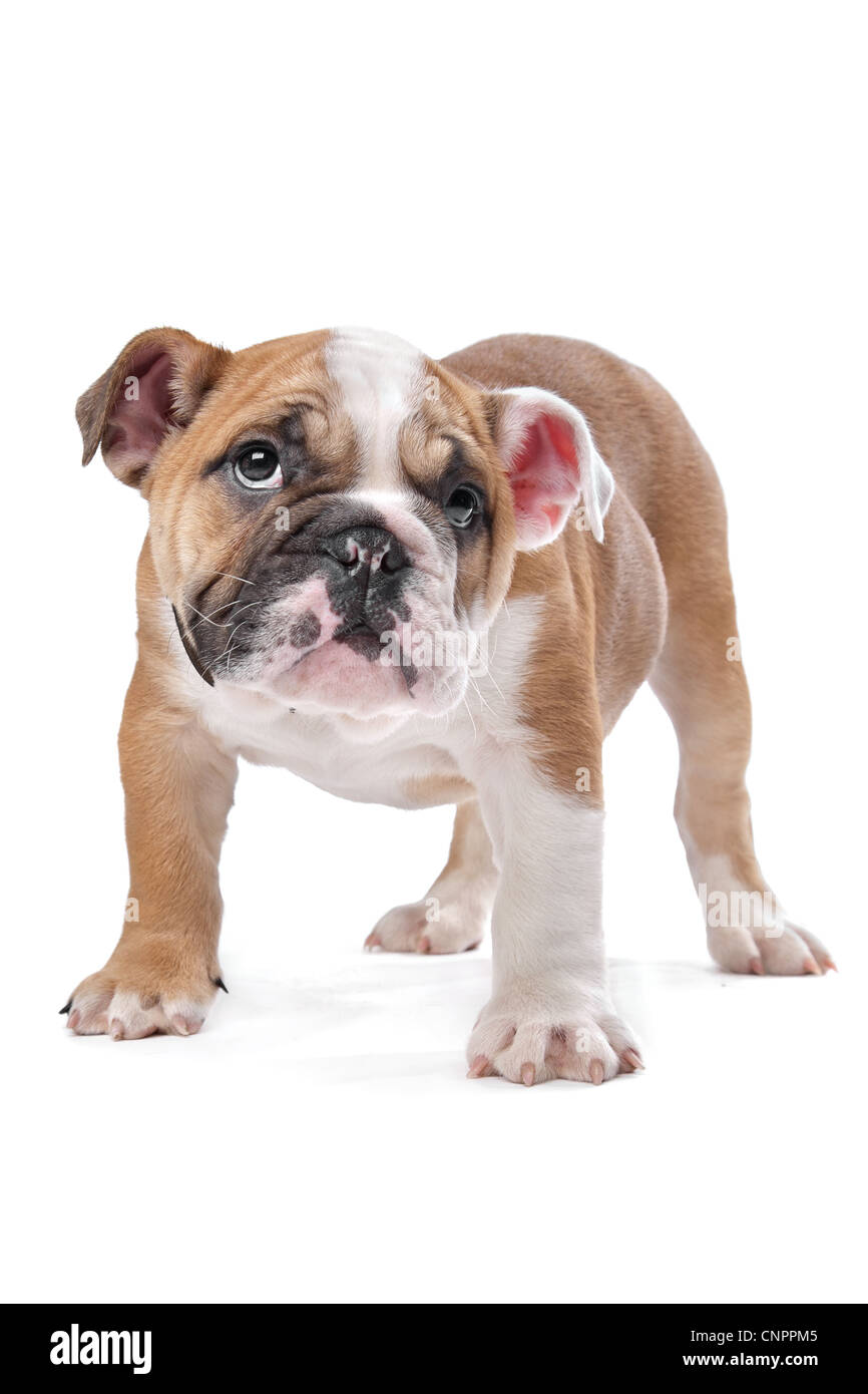 English bulldog puppy in front of a white background Stock Photo - Alamy