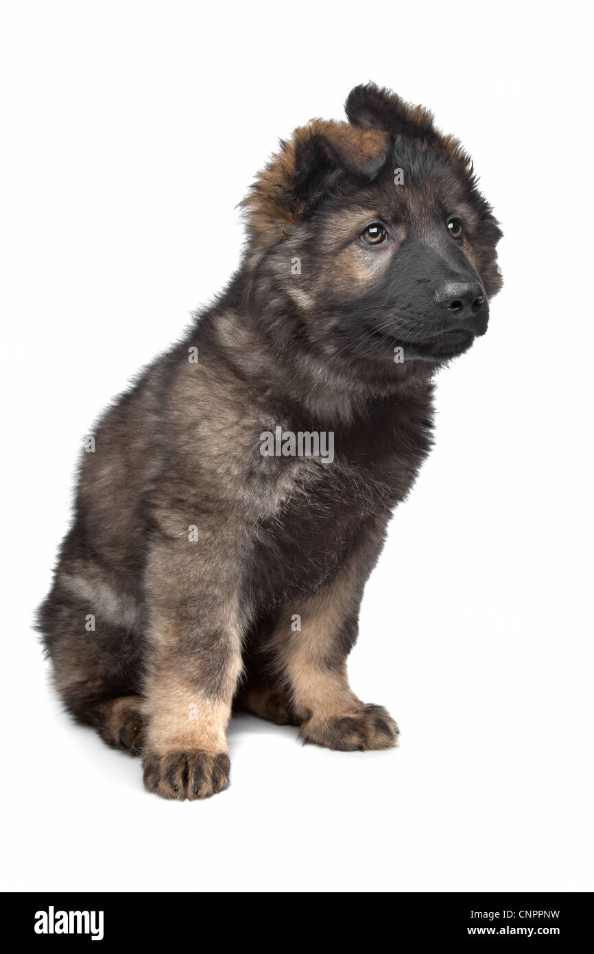 Shepherd puppy in front of a white background Stock Photo - Alamy