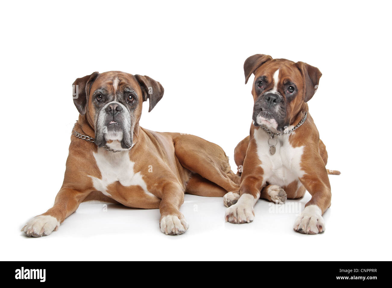 Can Two Fawn Boxers Have A Brindle Puppy