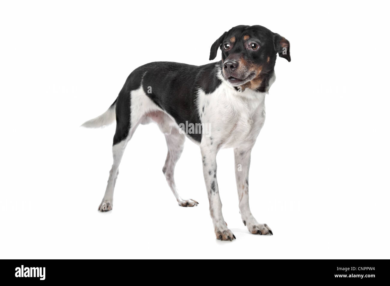 Boerenfox terrier hi-res stock photography and images - Alamy