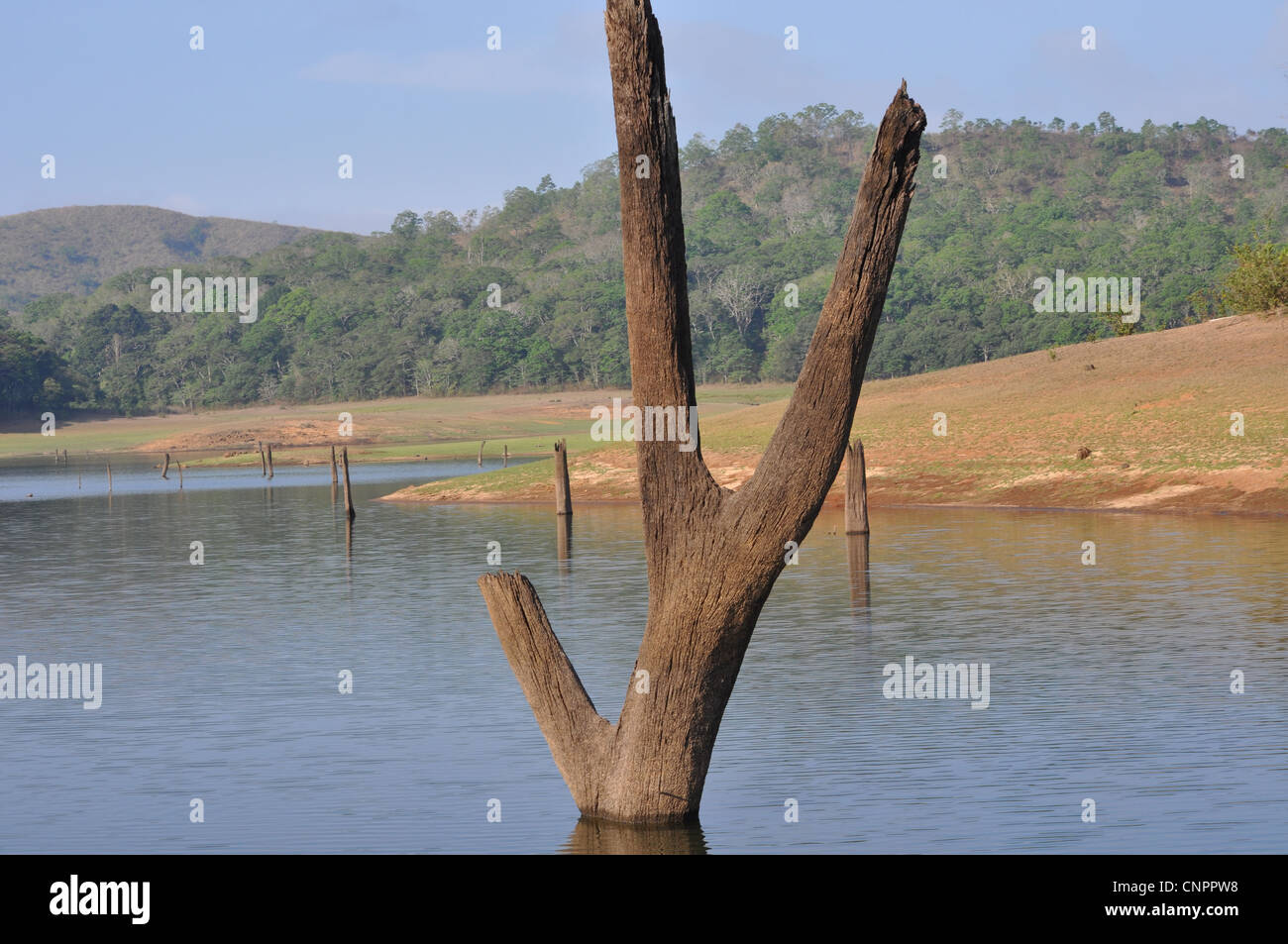 A decaying tree stump Stock Photo - Alamy