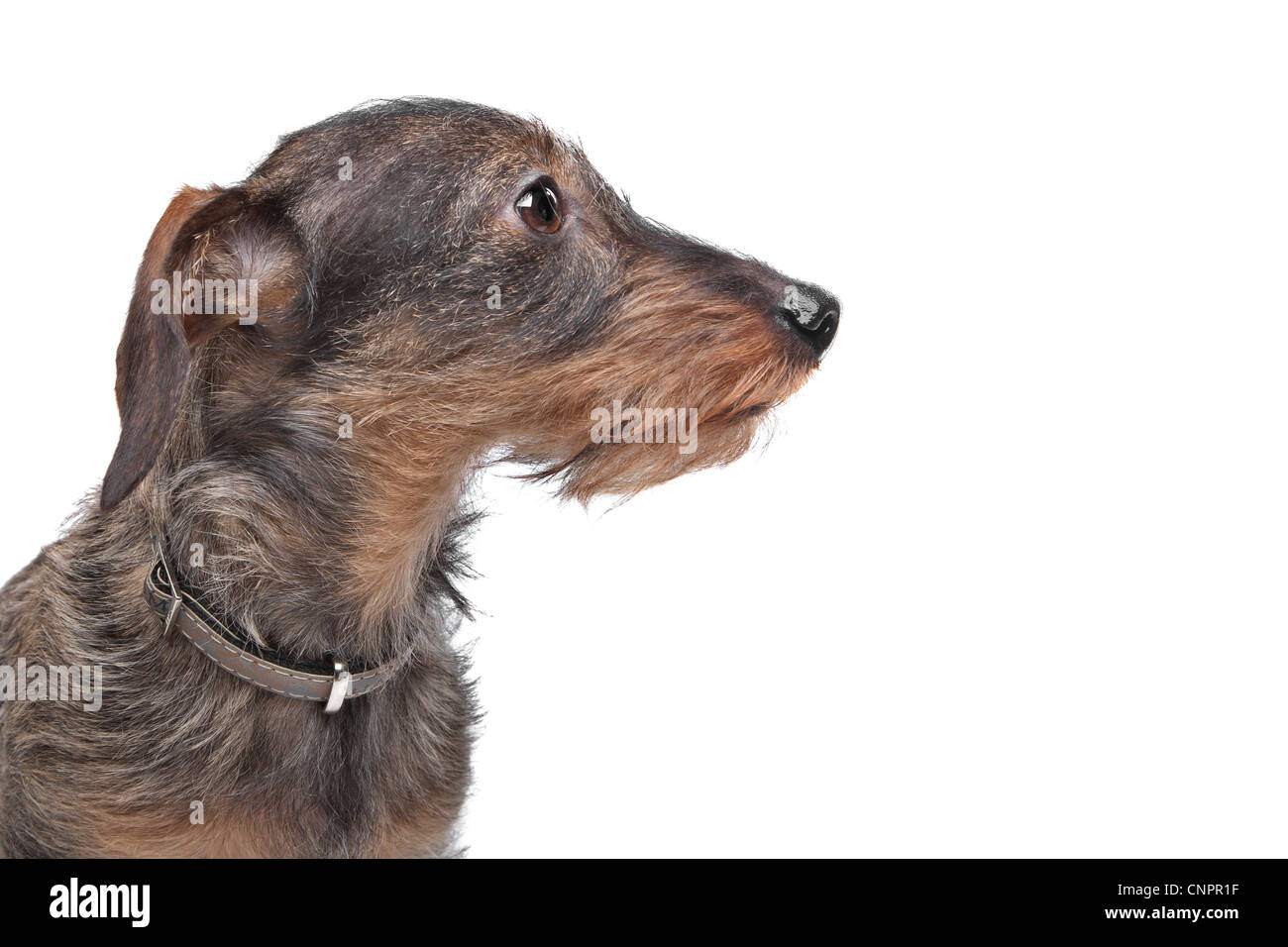 Wire-haired dachshund (Kaninchen Teckel) in front of white Stock Photo ...