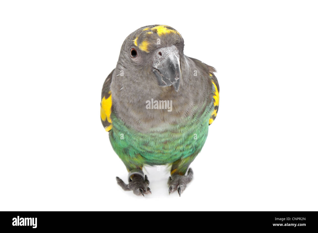 Meyer Parrot in front of a white background Stock Photo - Alamy