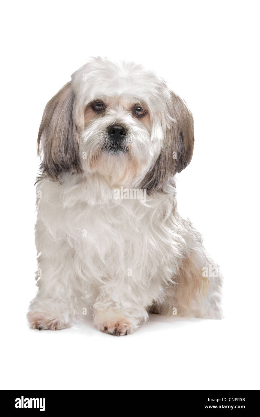 Boomer dog in front of a white background Stock Photo - Alamy