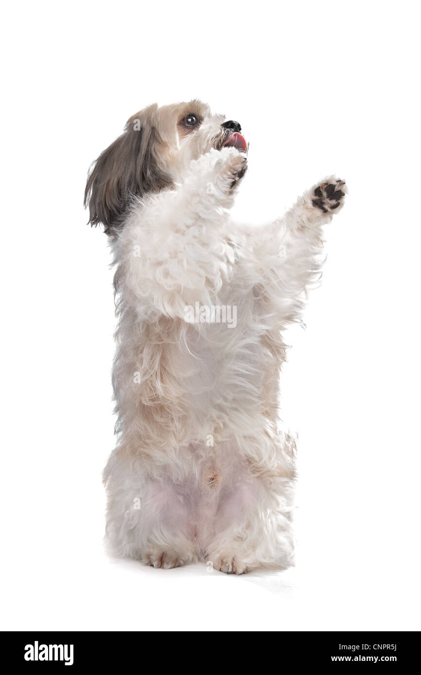 Boomer dog in front of a white background Stock Photo - Alamy