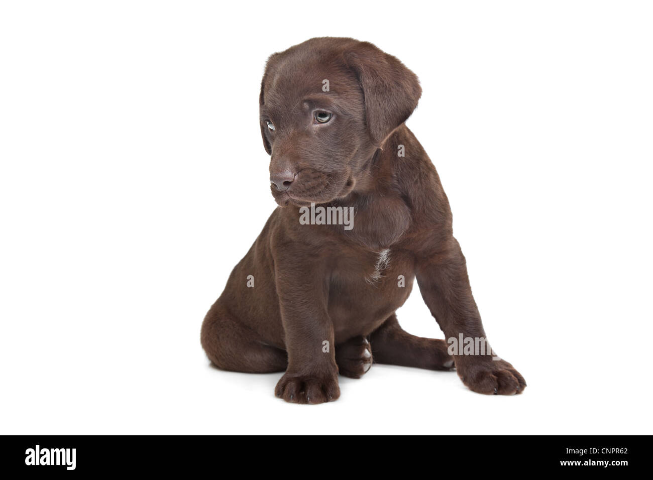 Chocolate Labrador puppy (7 weeks old Stock Photo - Alamy