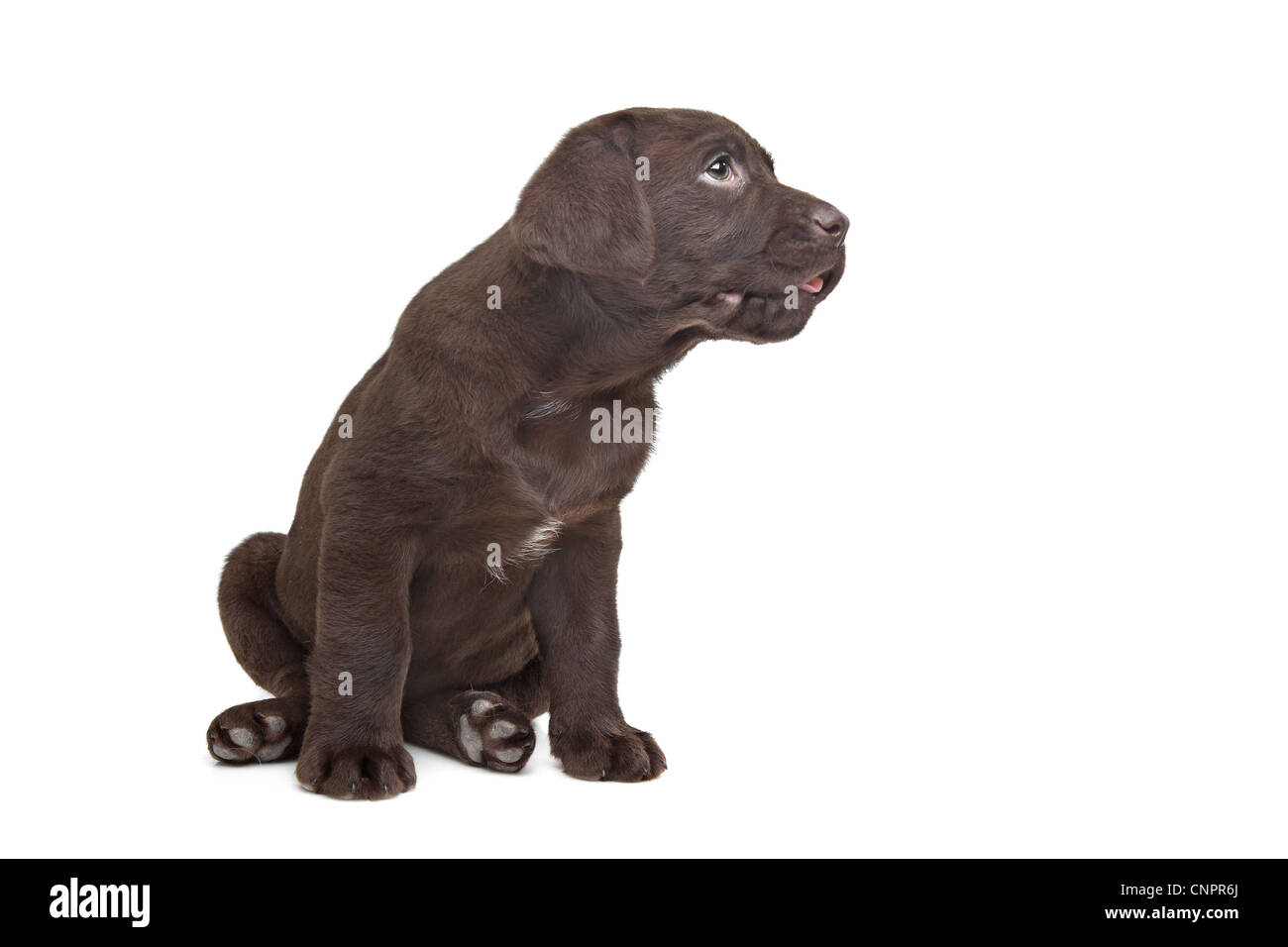 Chocolate Labrador puppy (7 weeks old Stock Photo - Alamy