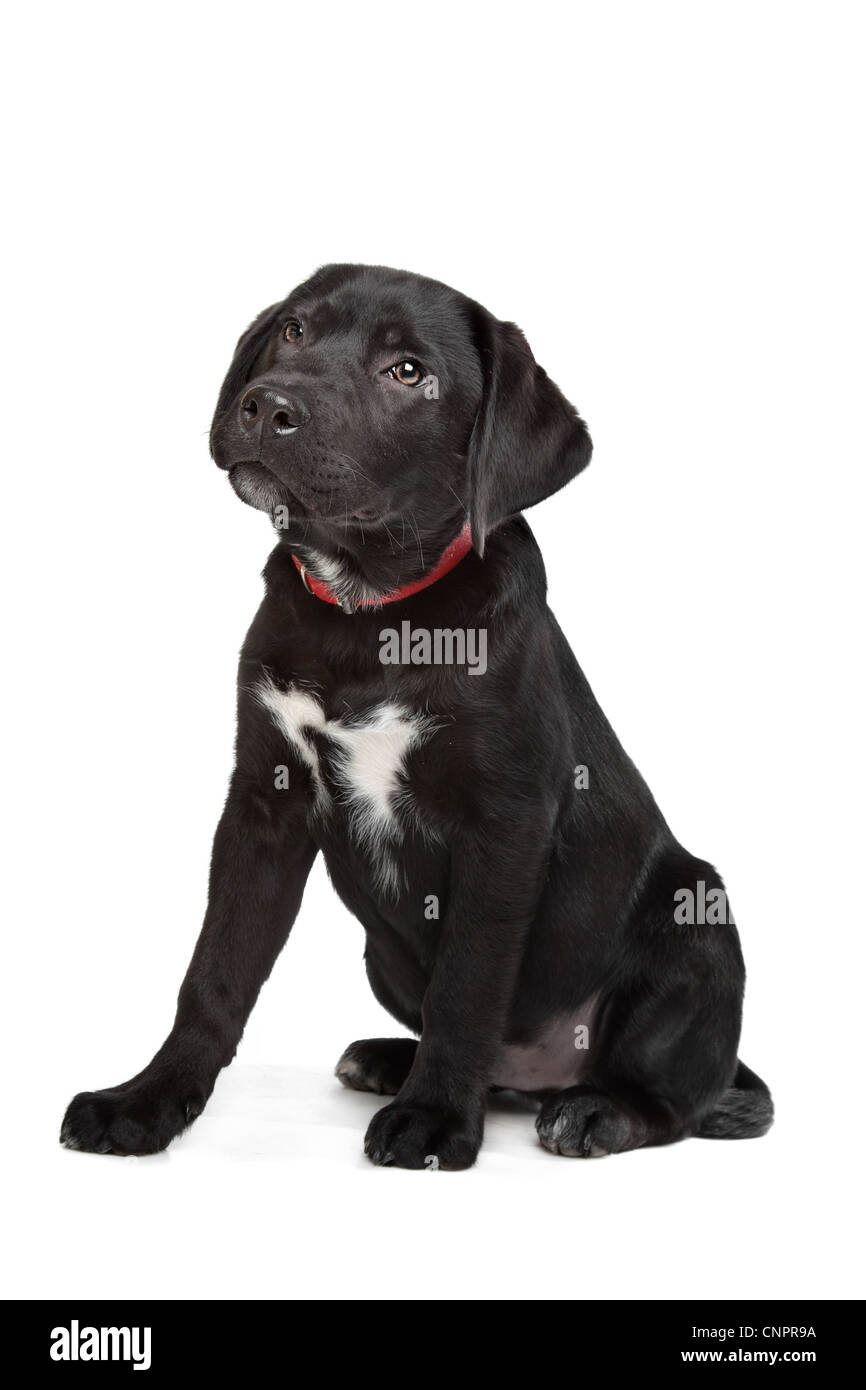 Miniature Black Lab Dog