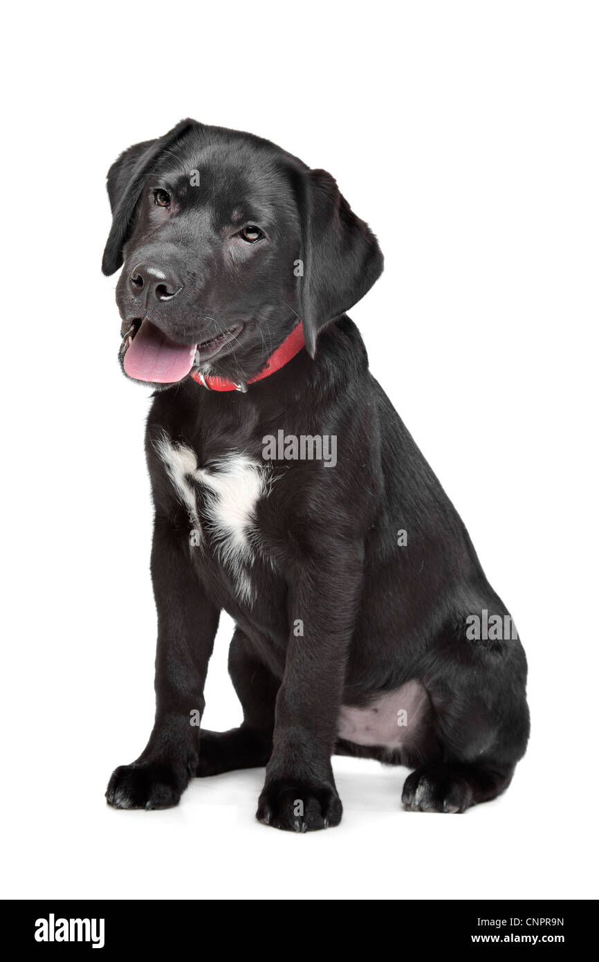 Labrador Negro Cachorro Best Selling | www.pinnaxis.com
