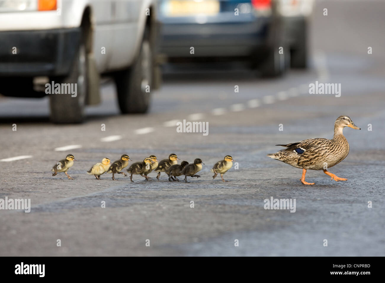 Ducklings crossing road hi-res stock photography and images - Alamy