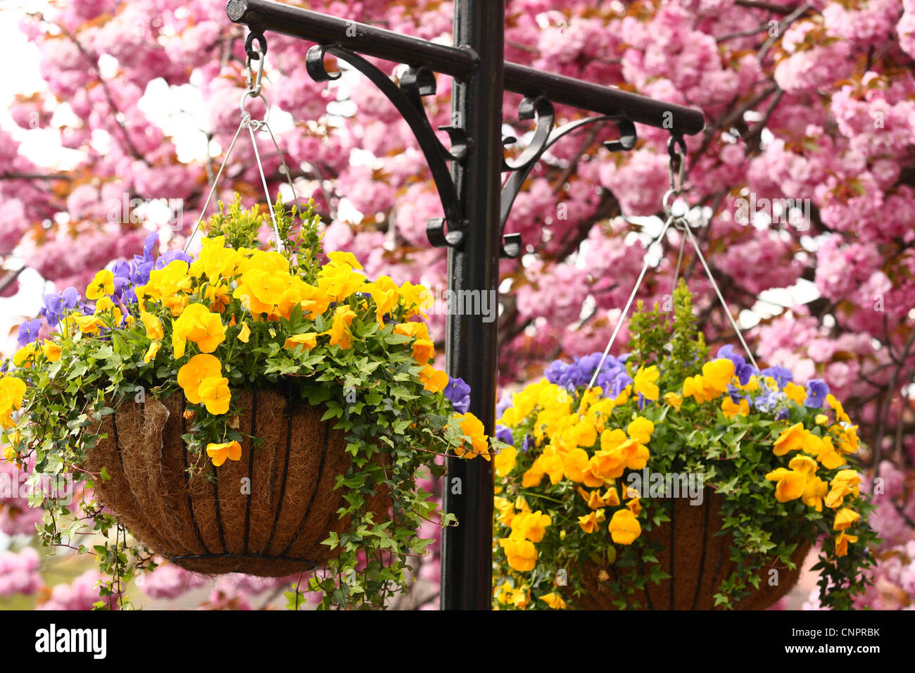 Pansy basket hi-res stock photography and images - Alamy