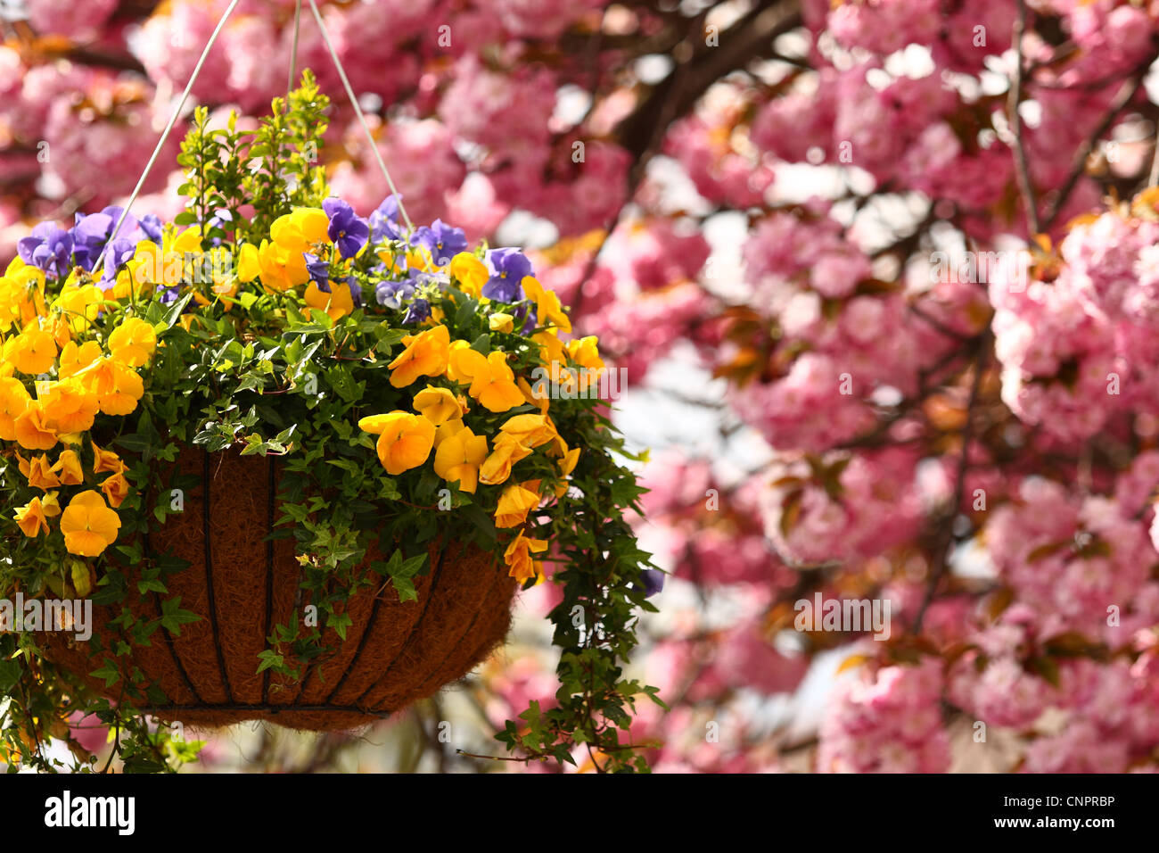 hanging baskets with tree blossom in the background Stock Photo - Alamy
