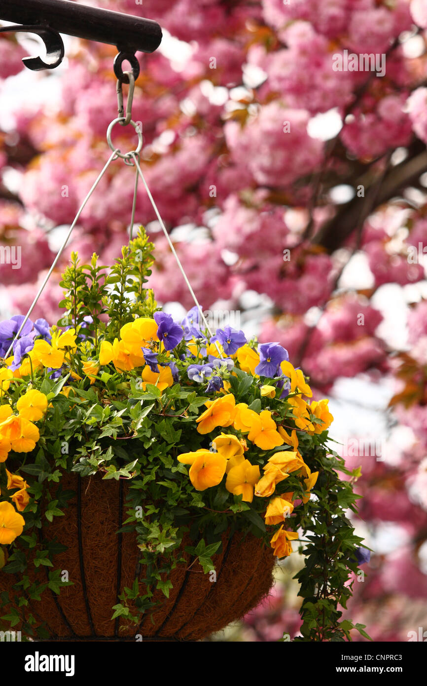 hanging baskets with tree blossom in the background Stock Photo - Alamy