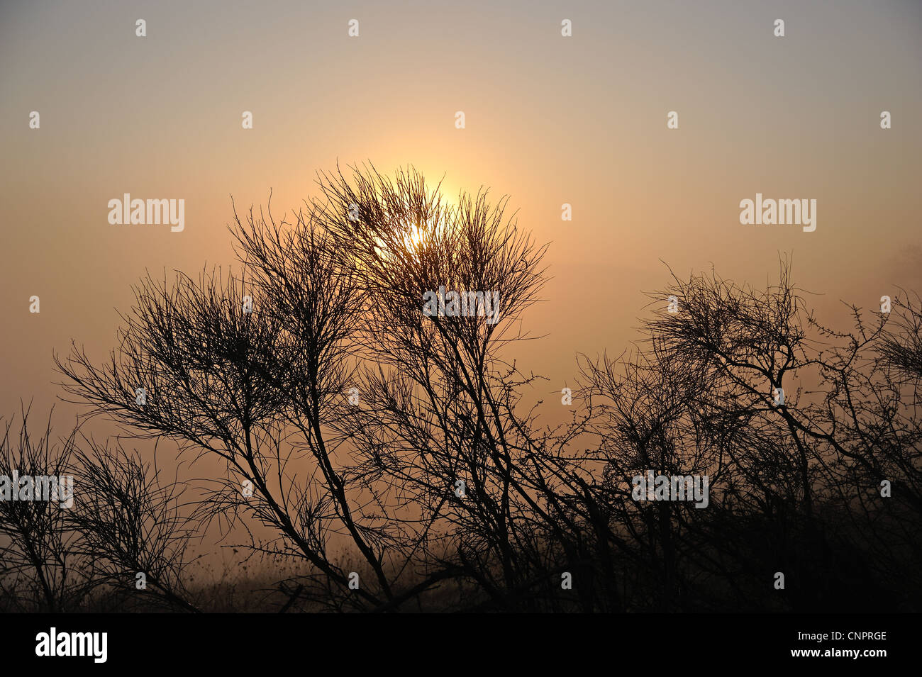A colored sunrise in a misty morning Stock Photo - Alamy