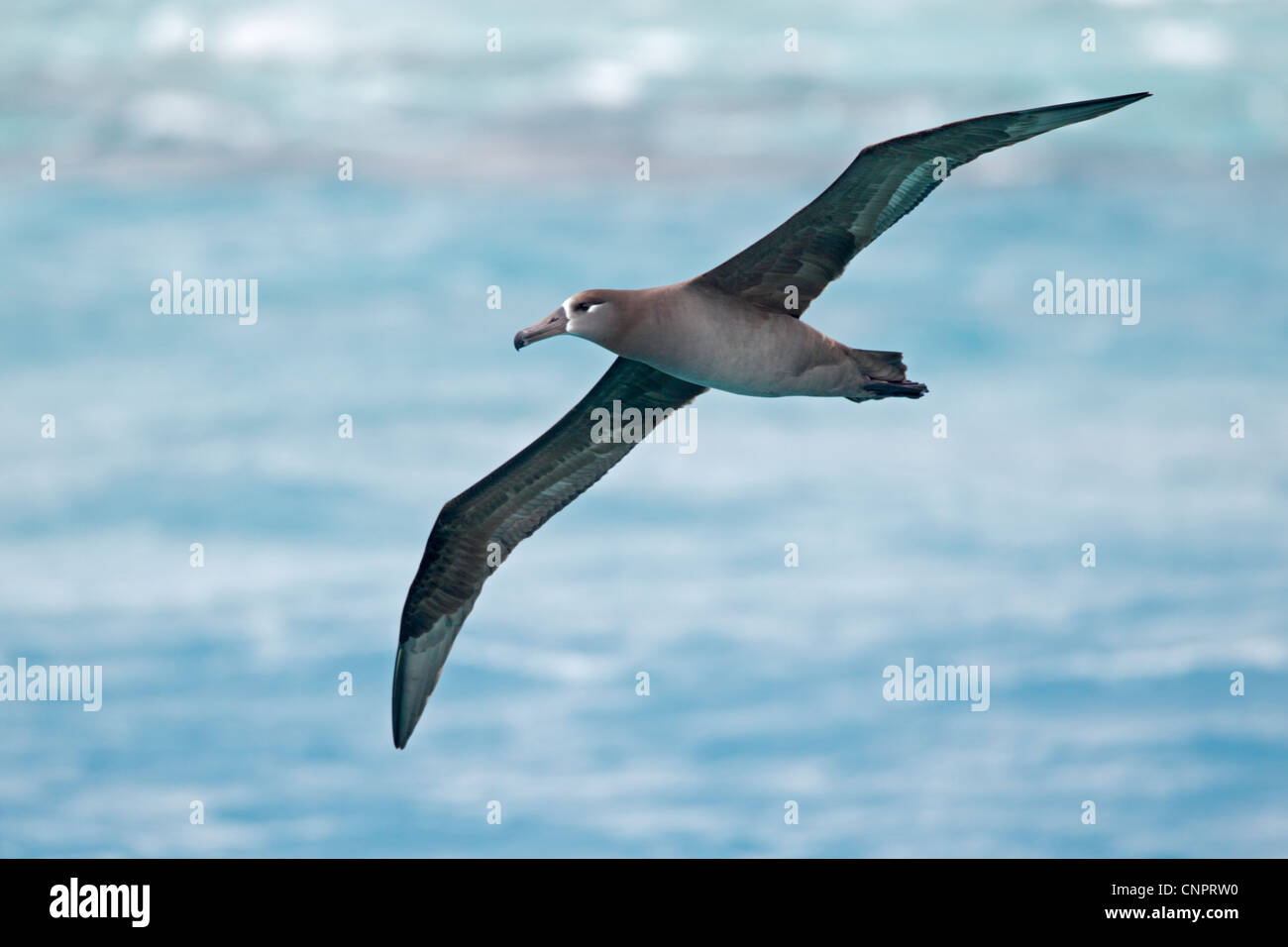 Black footed albatross hi-res stock photography and images - Alamy