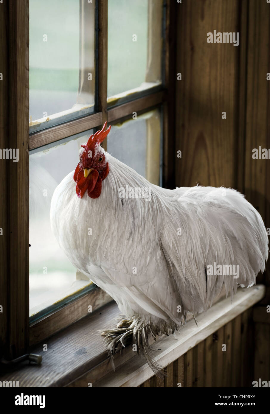 Rustic Wood Rooster High Resolution Stock Photography and Images - Alamy