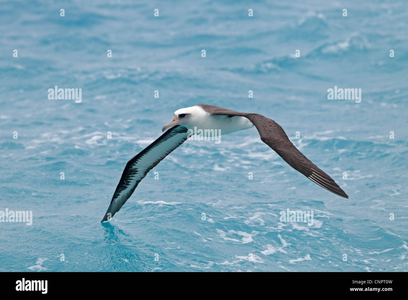 Laysan Albatross in flight Stock Photo - Alamy