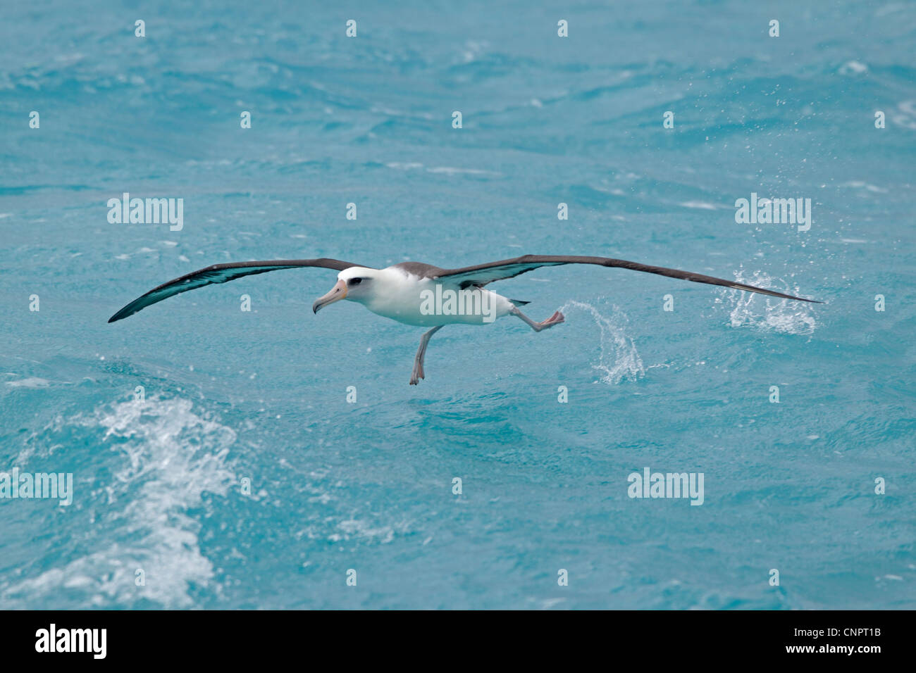 Laysan Albatross taking off from the water Stock Photo - Alamy