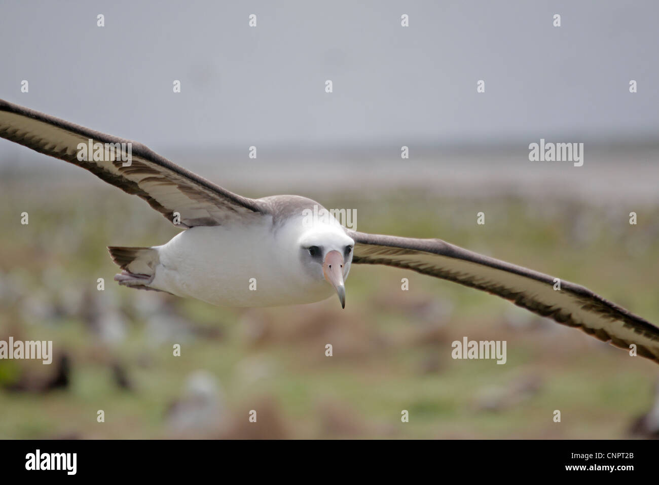 Laysan Albatross in flight Stock Photo - Alamy